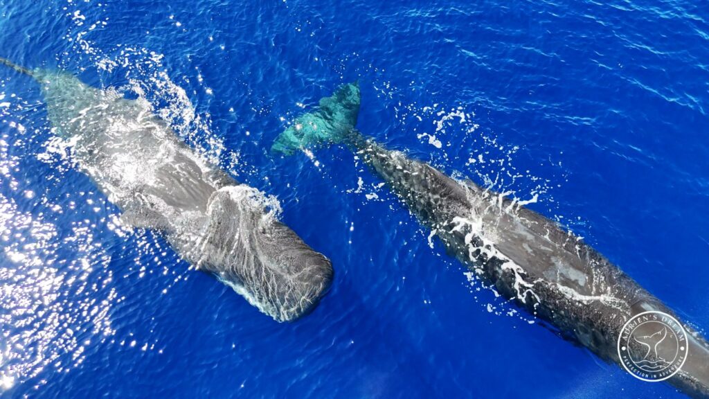 Whale Watching Expedition & Swim with Dolphins + Light Breakfast ...