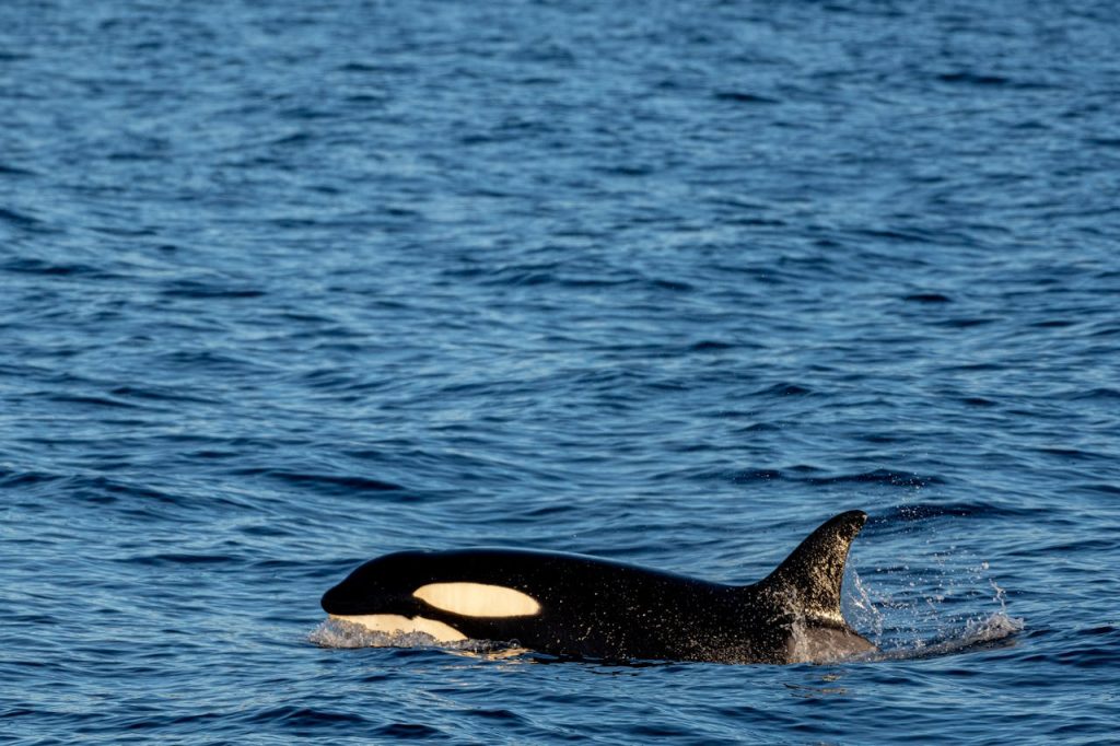 Whale Watching in Mauritius: A Once in a Lifetime Experience - Adrien's ...
